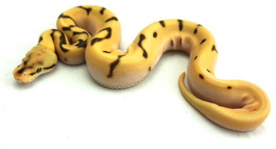 Super OD Enchi YB Vanilla Spider (Possible HI OD) Ball Python by Chris ...