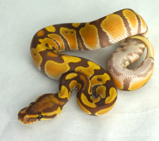 Orange Dream Ultramel Ball Python by Chris Hernan Reptiles