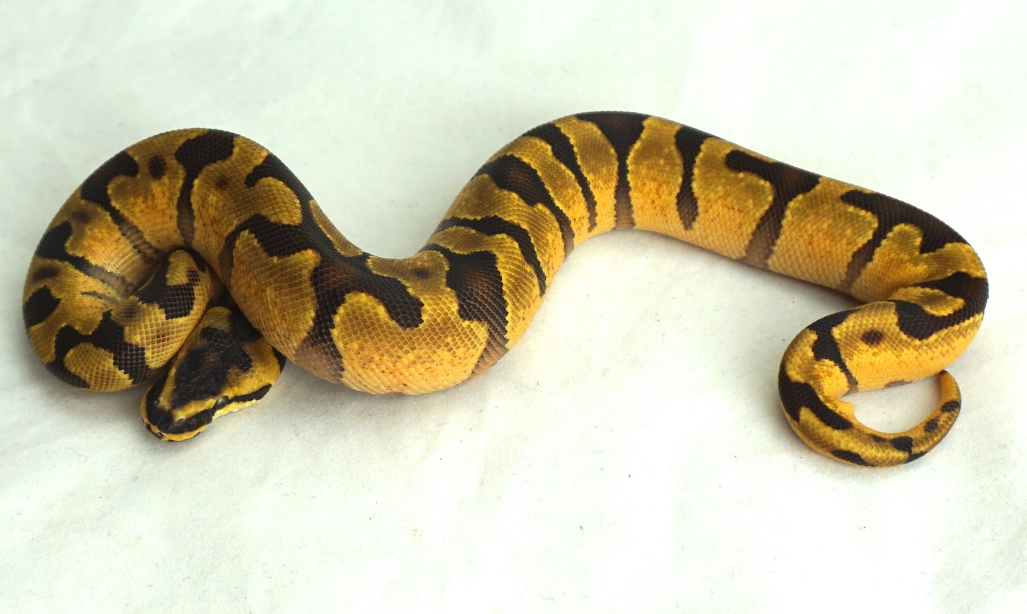Super Enchi Yellow Belly Ball Python by Chris Hernan Reptiles - MorphMarket