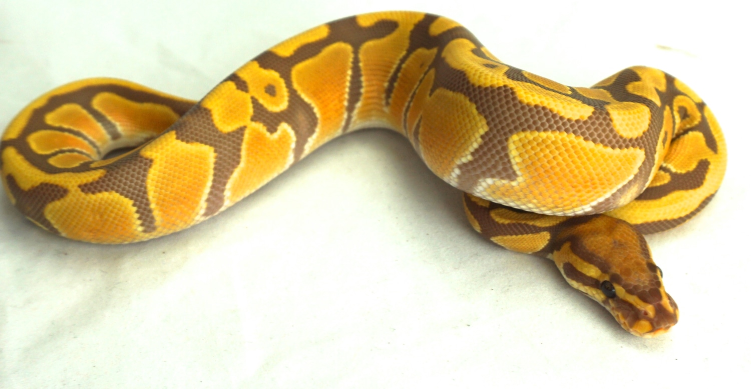 Orange Dream Ultramel Ball Python by Chris Hernan Reptiles - MorphMarket