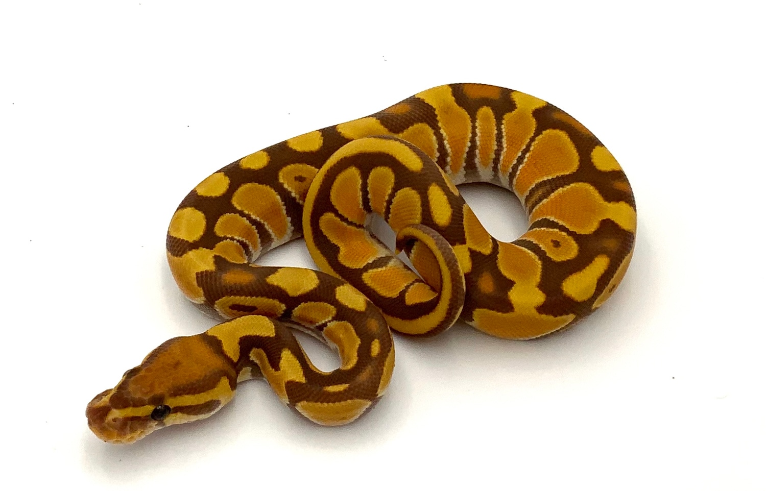 Orange Dream Ultramel Ball Python by Chris Hernan Reptiles - MorphMarket