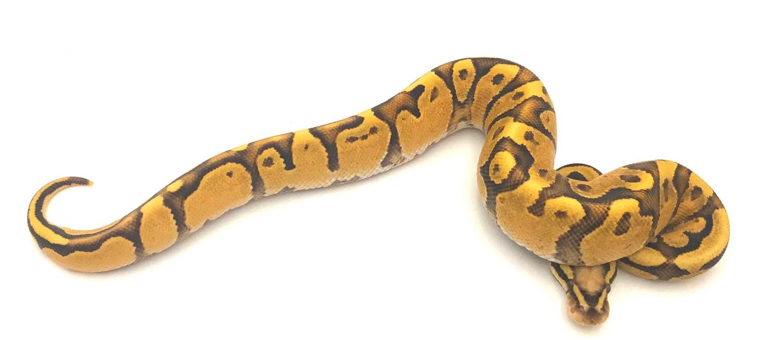 Orange Dream Super Vanilla Enchi Ball Python by Chris Hernan Reptiles ...