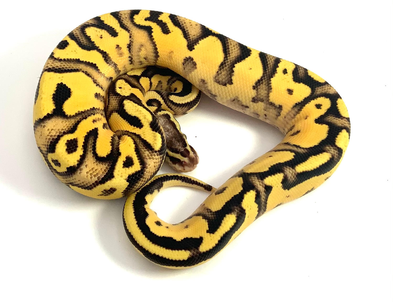 HIGH INTENSITY OD Enchi Pastel Fire Calico. NEW PICS JUST POSTED ...