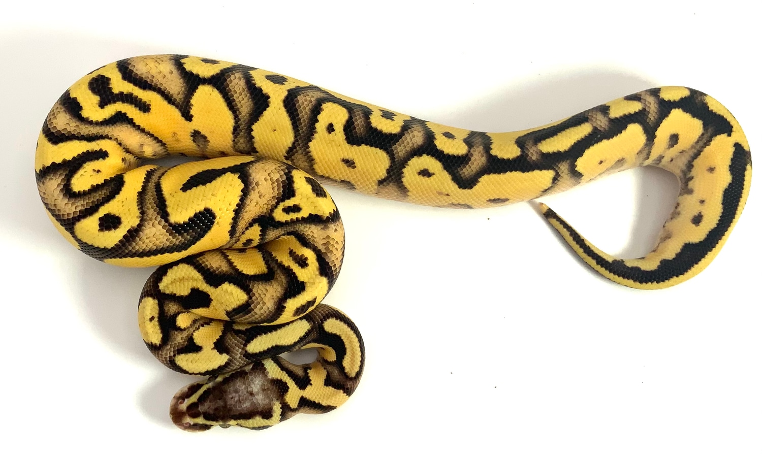 HIGH INTENSITY OD Enchi Pastel Fire Calico. NEW PICS JUST POSTED ...