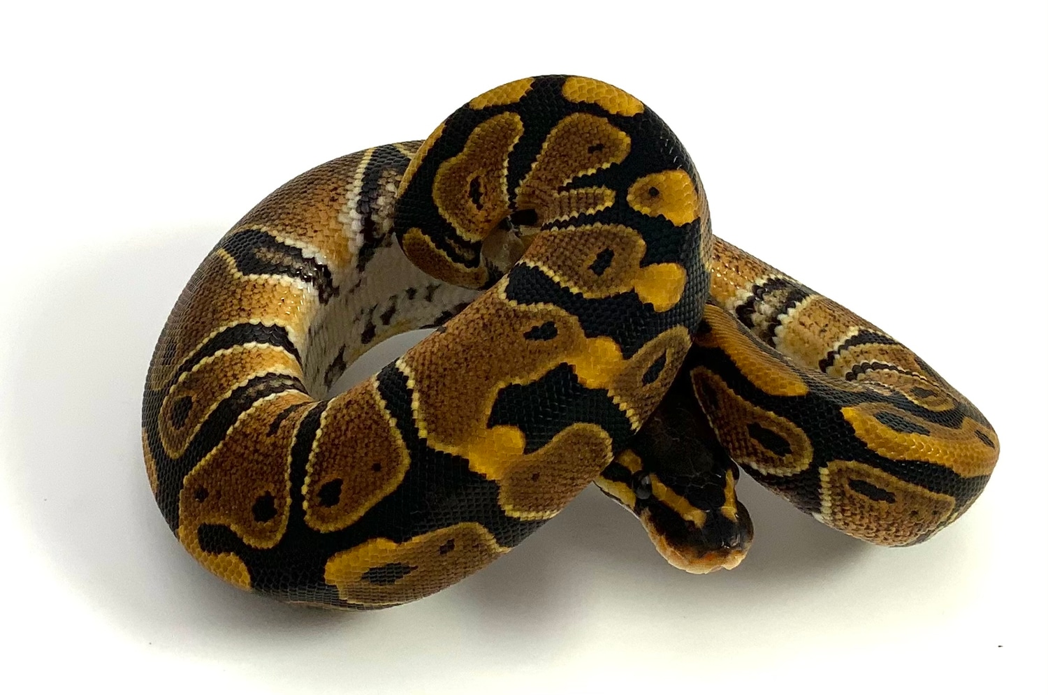 NR Mandarin Ball Python by Chris Hernan Reptiles - MorphMarket
