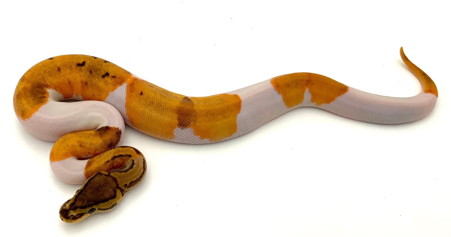 High Intensity Orange Dream Pinstripe Pied Ball Python by Chris Hernan ...
