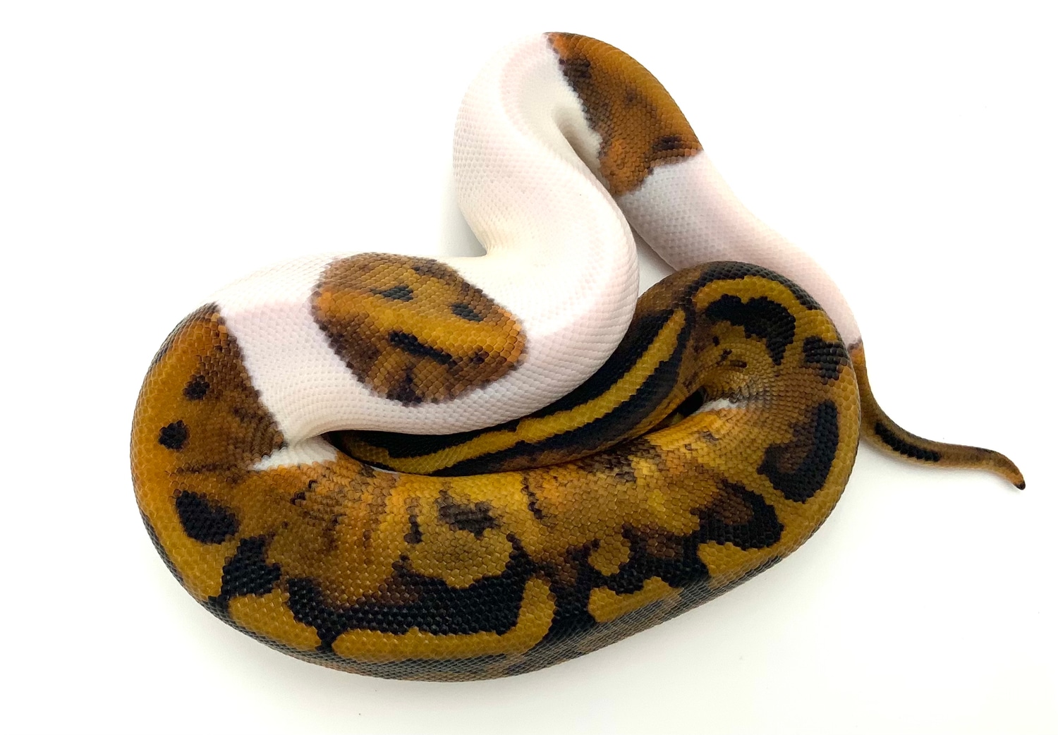Emoji Pied 100% Het Ultramel Ball Python by Chris Hernan Reptiles ...