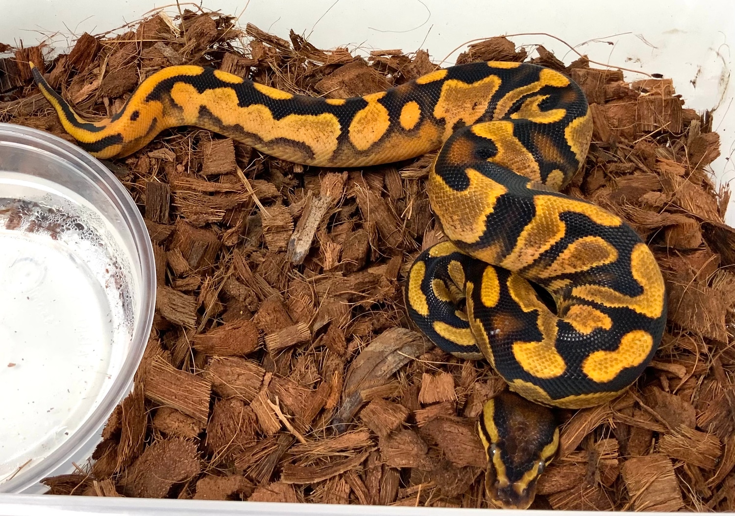 OD Calico Pos Yb (Plus Something?) Ball Python by Chris Hernan Reptiles ...