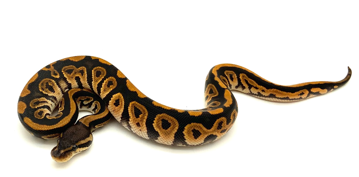 Barnhart Line Black Pastel Orange Dream Pos YB Ball Python by Chris ...