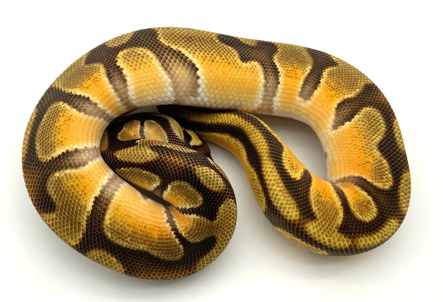 20% Off Of Listed Price!!! High Intensity Orange Dream Enchi Ball ...