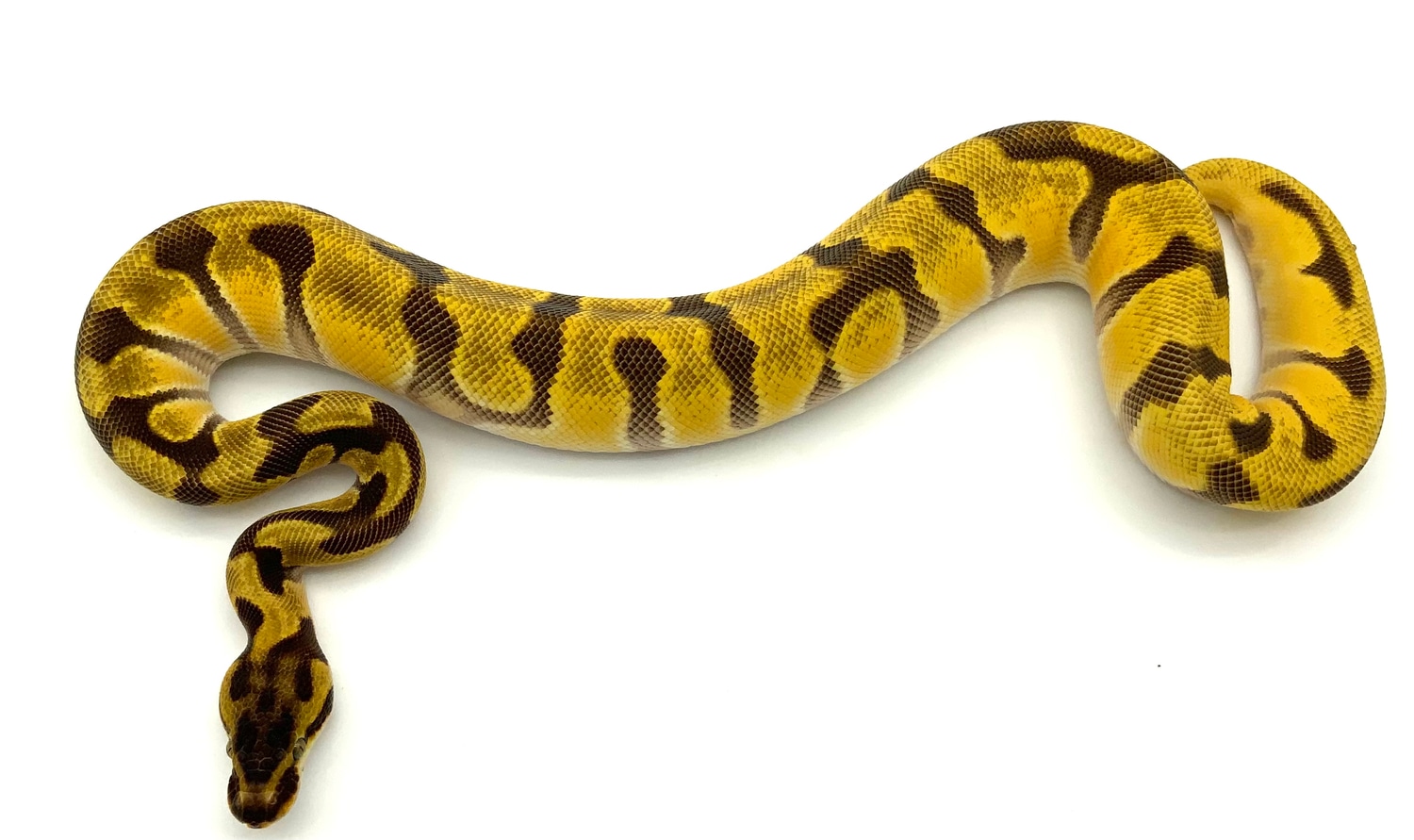 HI High Intensity Orange Dream Super Enchi Ball Python by Chris Hernan ...