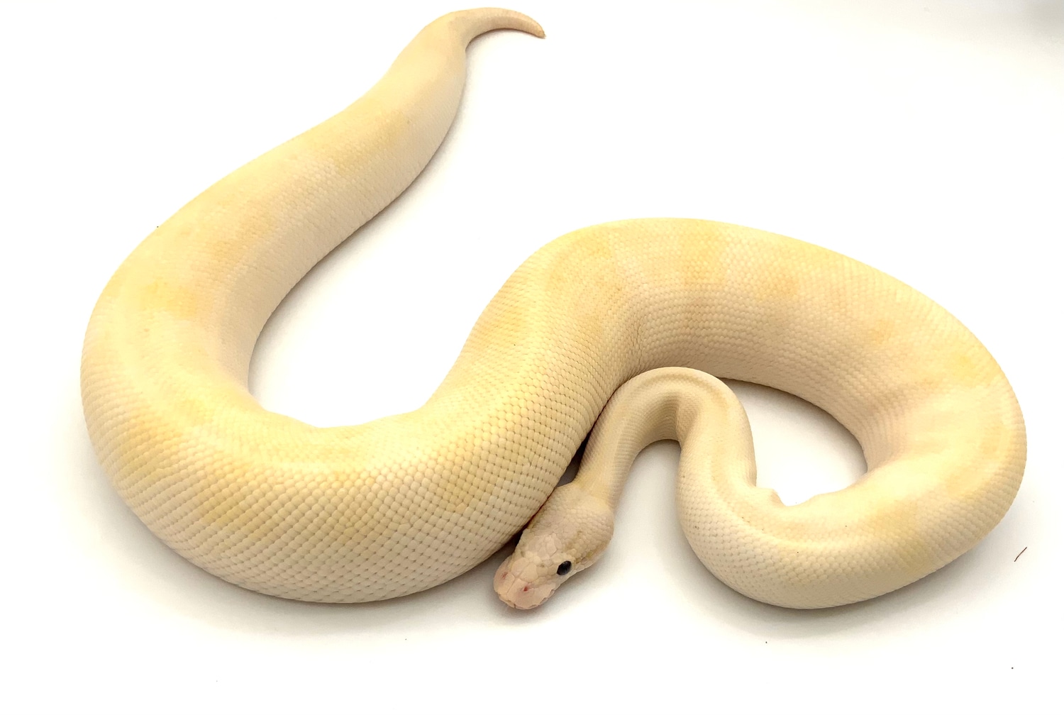 Super Vanilla Ivory Possible: OD, HI OD, Calico, Enchi Ball Python by ...