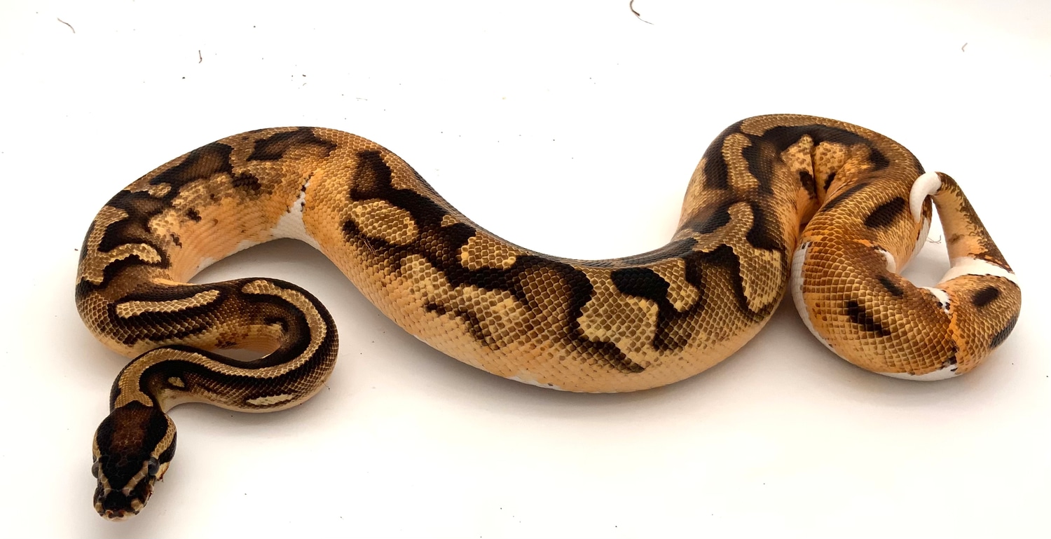 HI OD Pied Ball Python by Chris Hernan Reptiles - MorphMarket