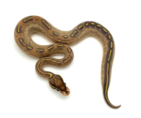 Highway 66% Het Ultramel Ball Python by Chris Hernan Reptiles