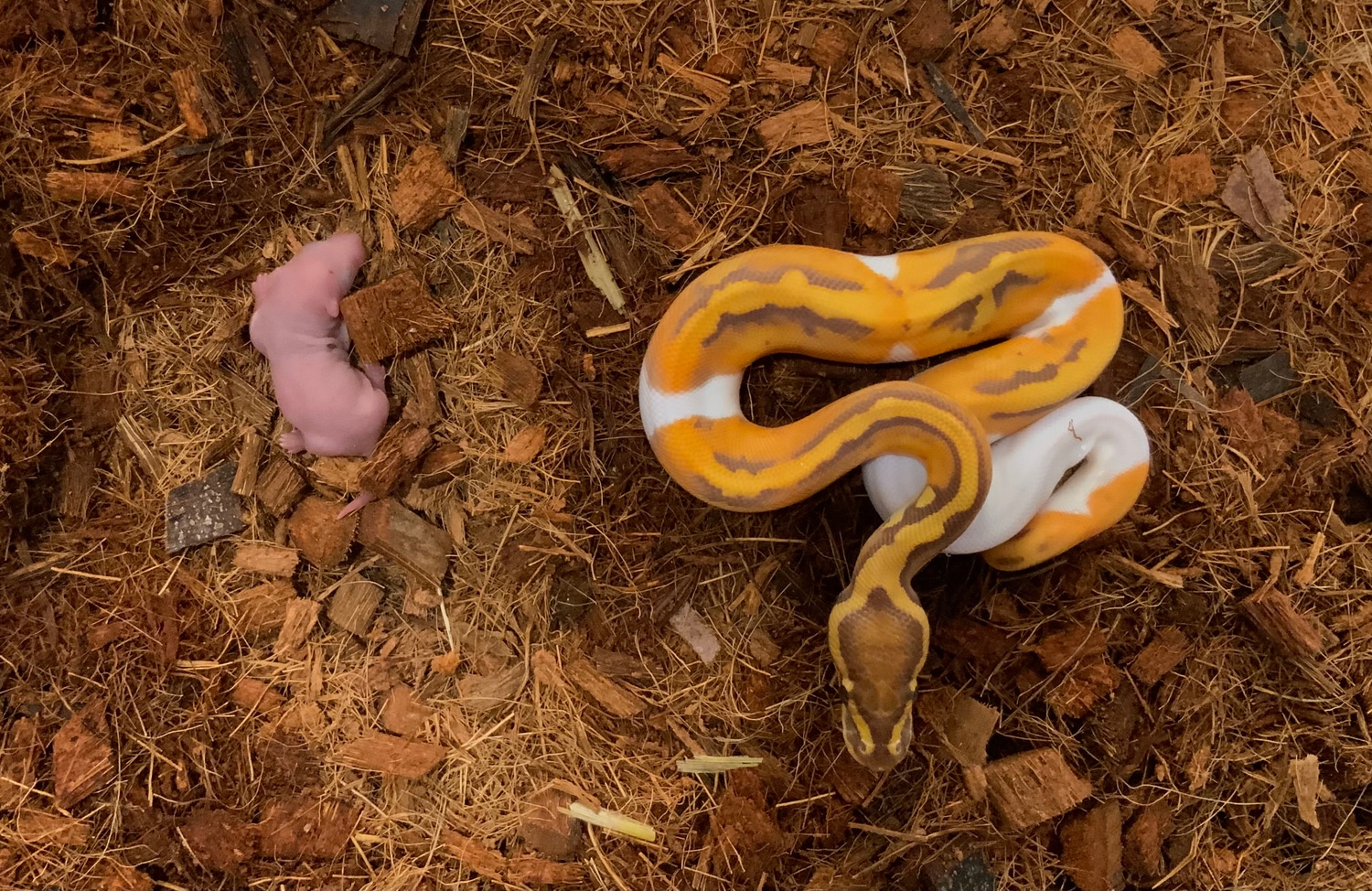 Ultramel Pied Ball Python by Chris Hernan Reptiles - MorphMarket