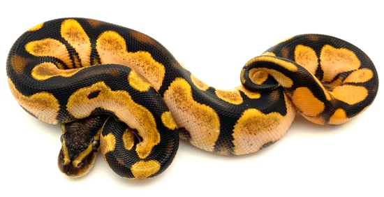 OD Calico Ball Python by Chris Hernan Reptiles