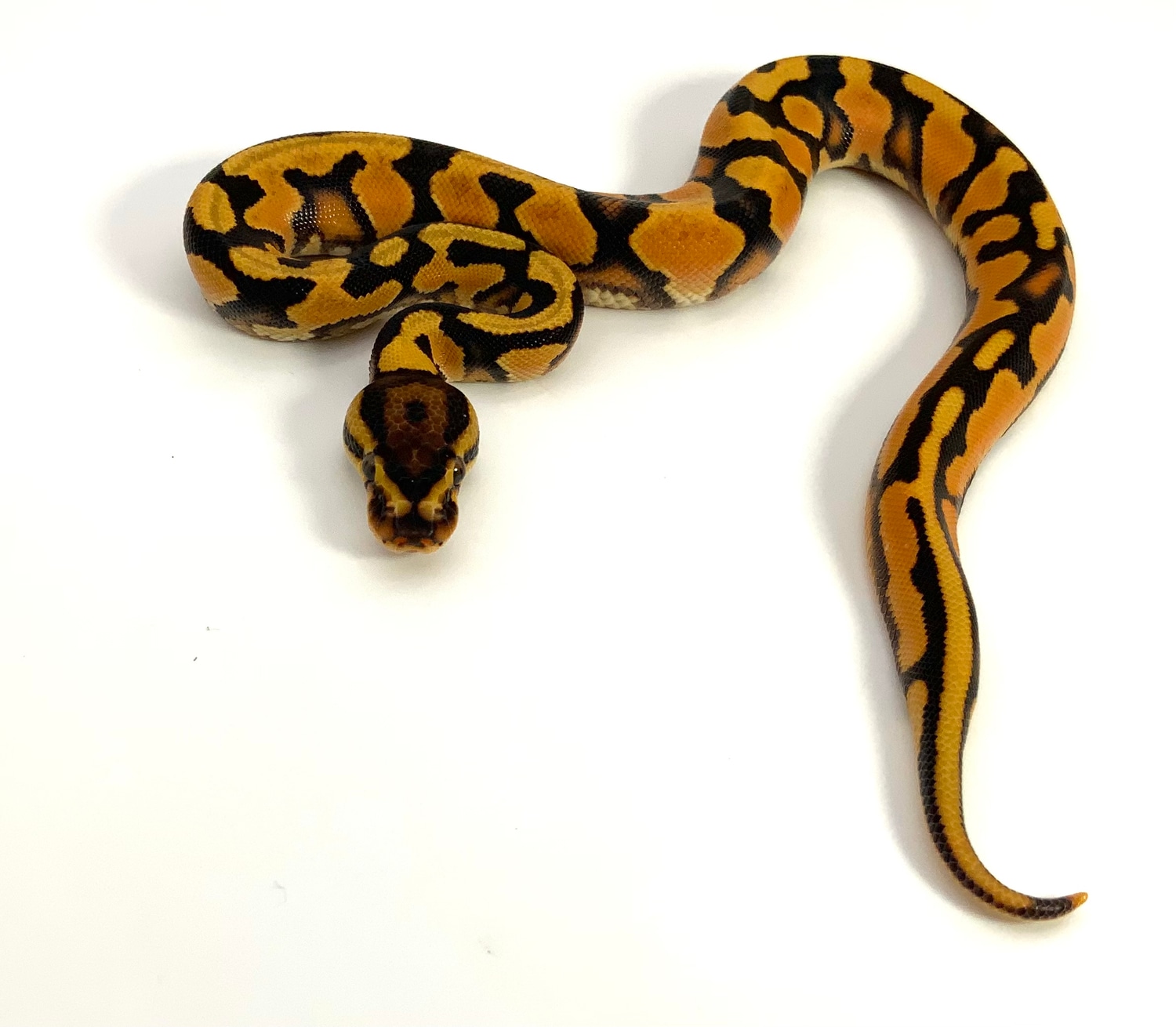 Super HI High Intensity OD YB Ball Python by Chris Hernan Reptiles ...