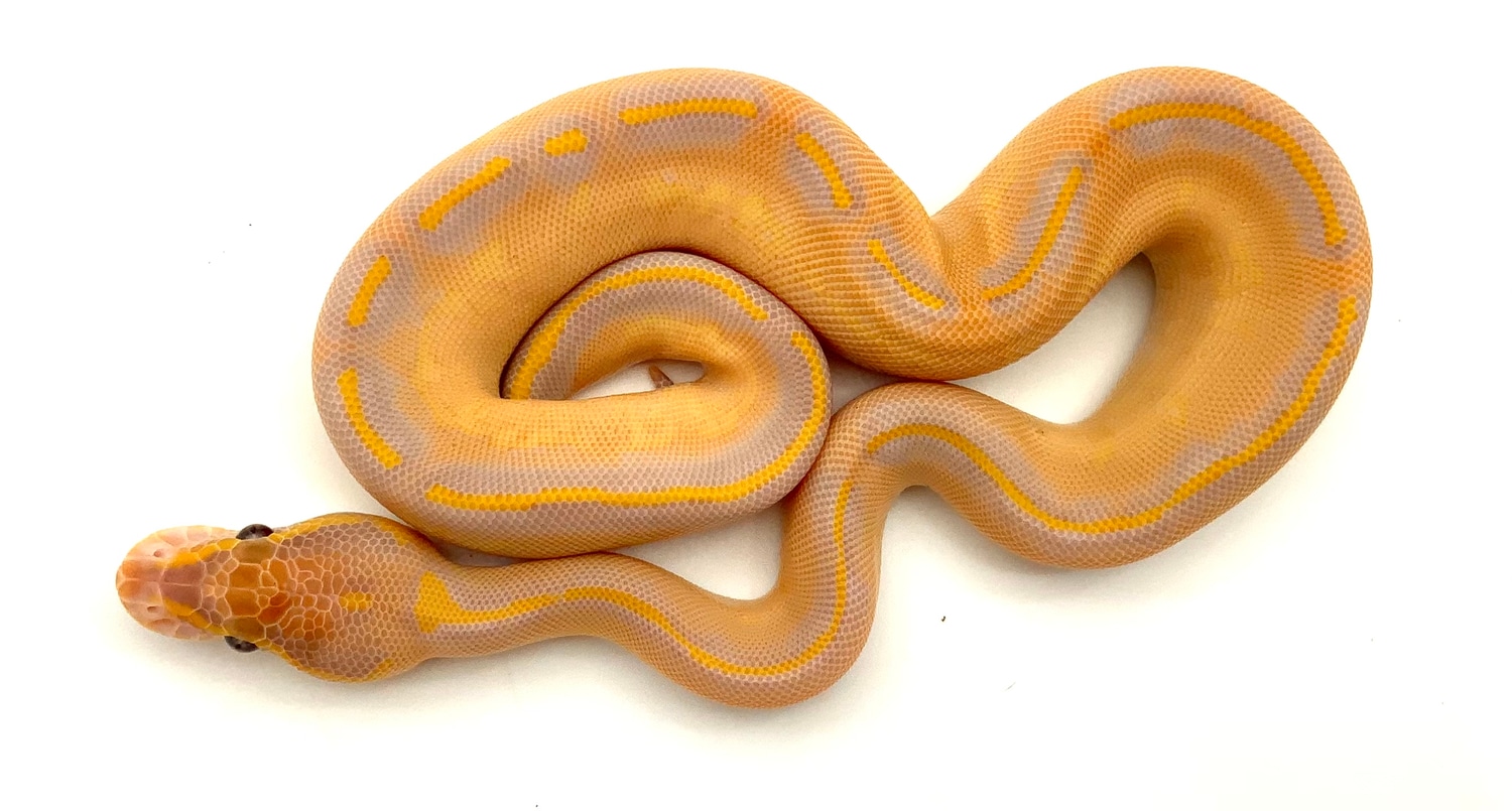 Ultramel Highway Ball Python by Chris Hernan Reptiles - MorphMarket