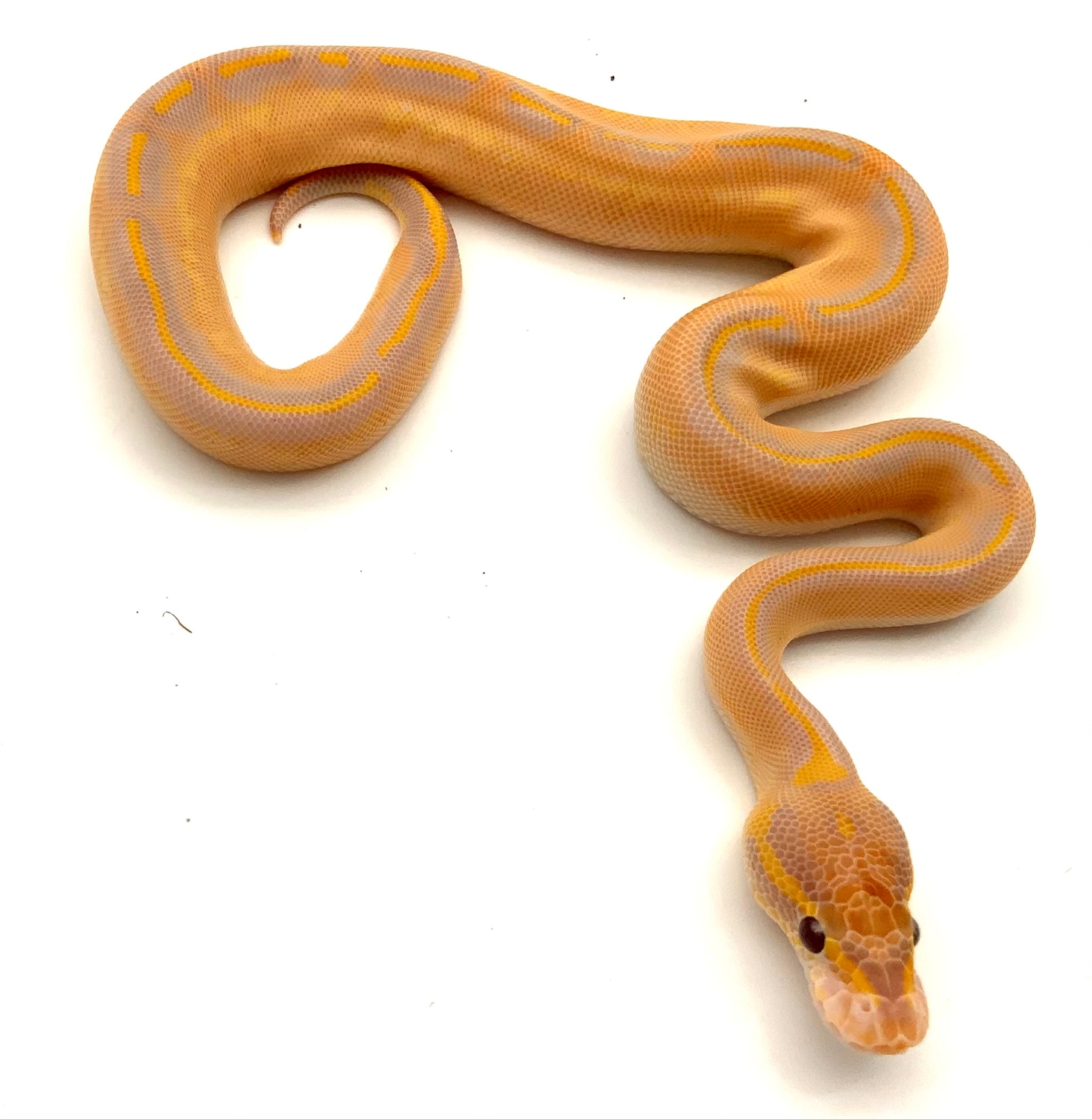 Ultramel Highway Ball Python by Chris Hernan Reptiles - MorphMarket