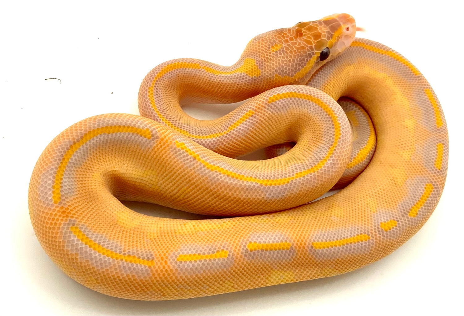 Ultramel Highway Ball Python by Chris Hernan Reptiles - MorphMarket