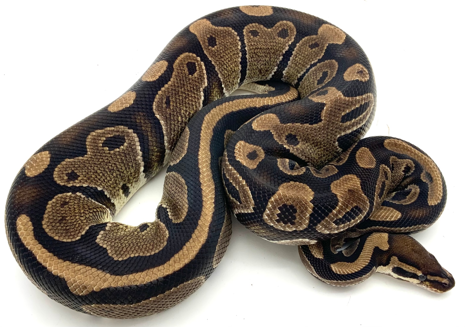 Double Het Pied Double Het Ultramel Ball Python by Chris Hernan ...
