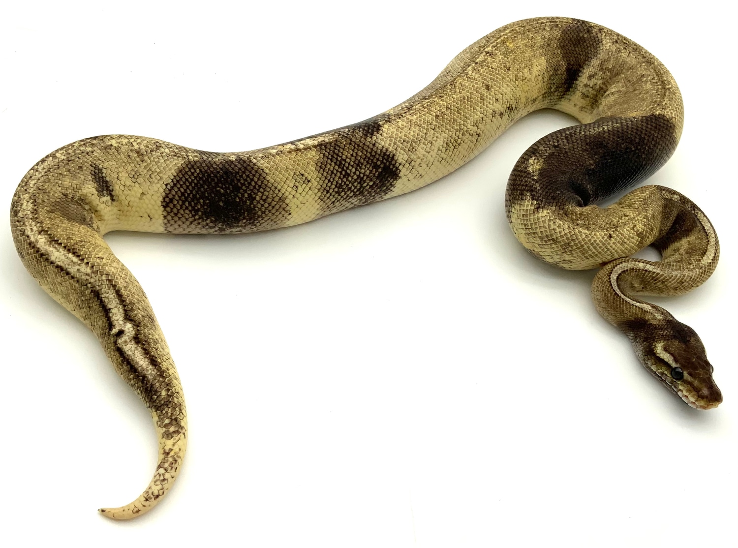 Shatter Ghi Pastel Pos Leopard Pos Mojave Pos Cinnamon Pos Orangebelly ...