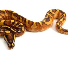 Pavement Asphalt Gravel Enchi Calico Vanilla Pos HI OD Ball Python by ...