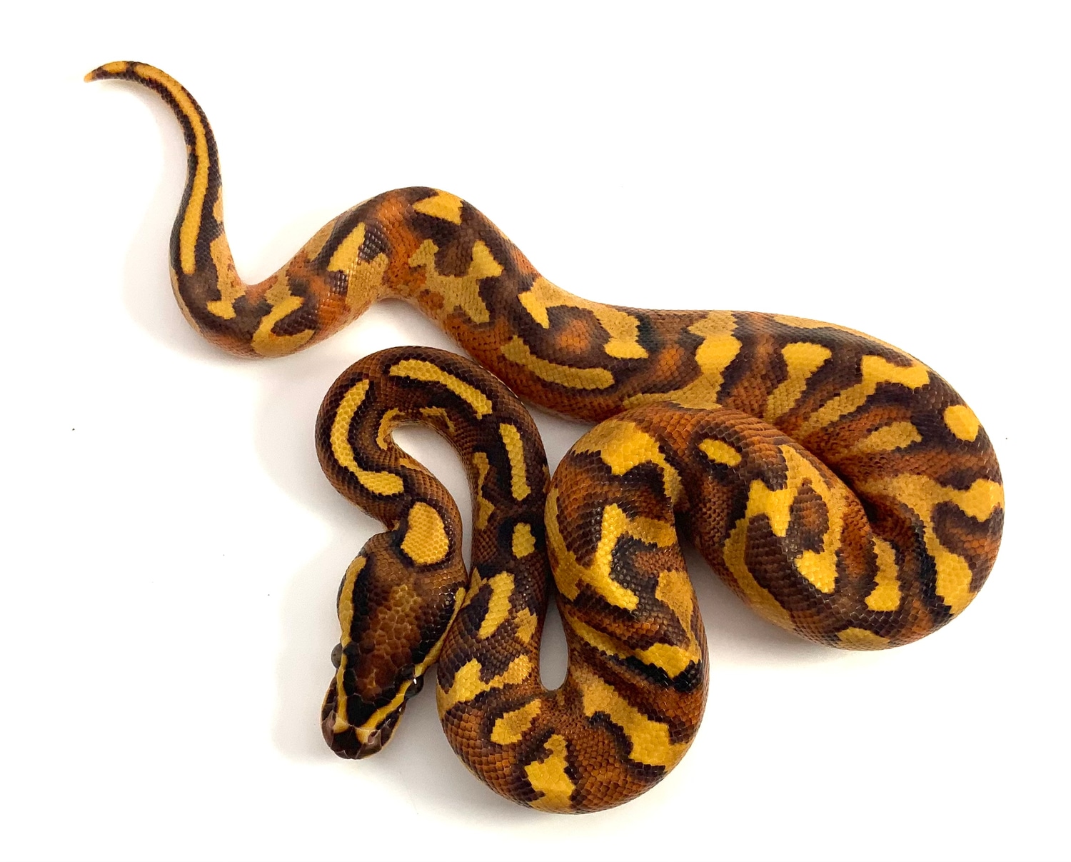 Pavement Asphalt Gravel Enchi Calico Vanilla Pos HI OD Ball Python by ...