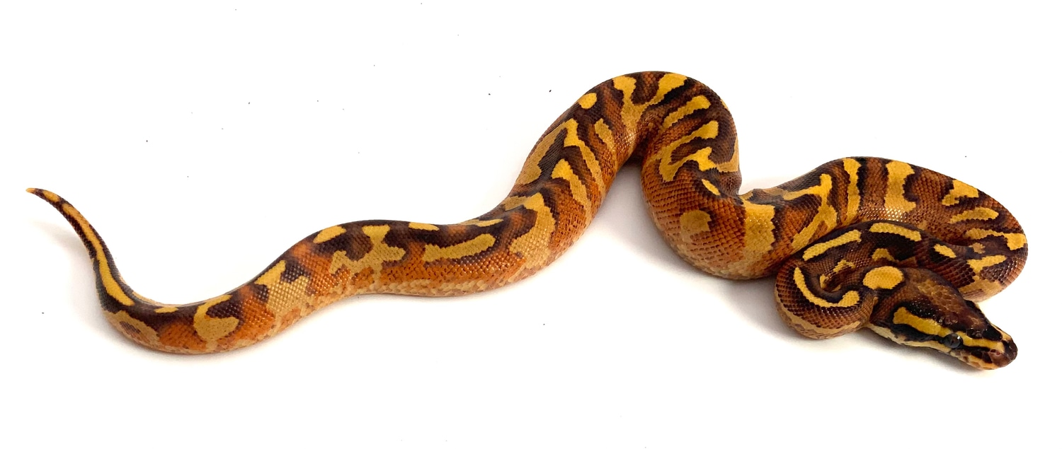 Pavement Asphalt Gravel Enchi Calico Vanilla Pos HI OD Ball Python by ...