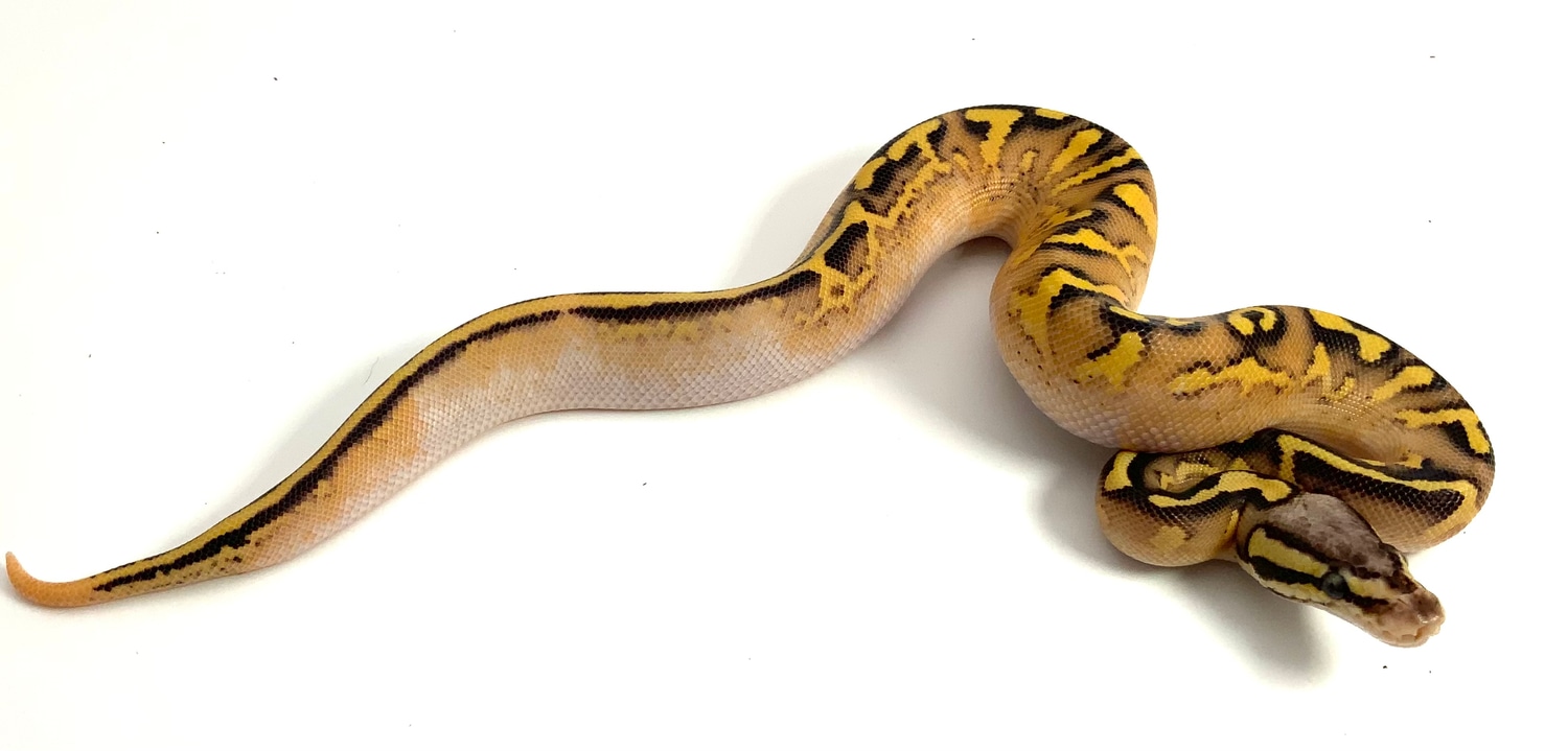 Pastel Calico Pavement (Asphalt Gravel) Ball Python by Chris Hernan ...