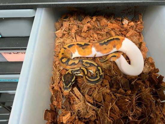 Pied 100% Het Ultramel Ball Python by Chris Hernan Reptiles