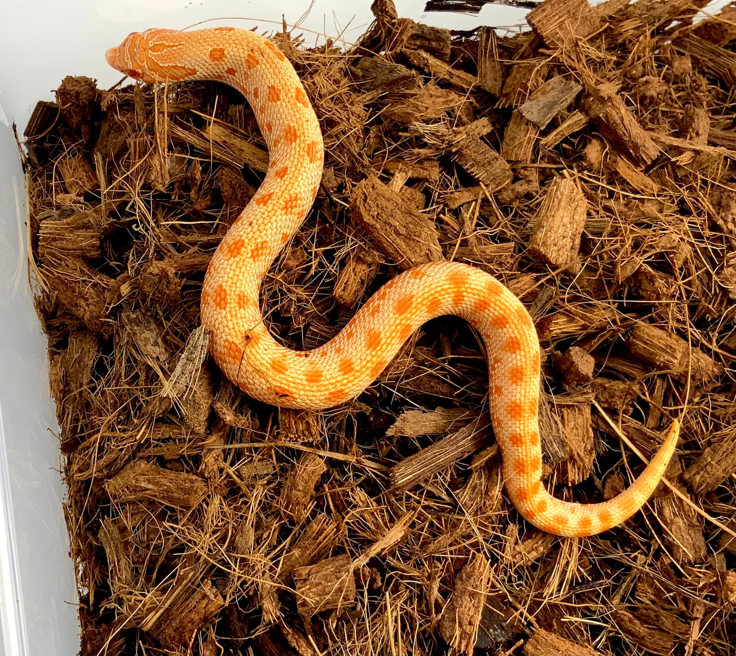 Purple Line Extreme Red Conda 100% Het Snow (Axanthic) Western Hognose ...