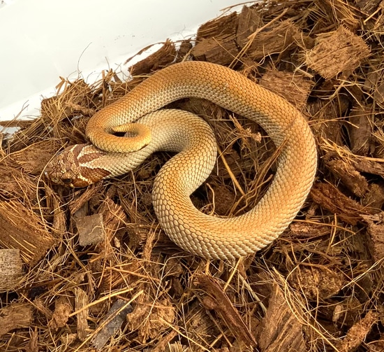 Purple Line Extreme Red Super Conda Het Albino 100% Het Snow (Axanthic ...