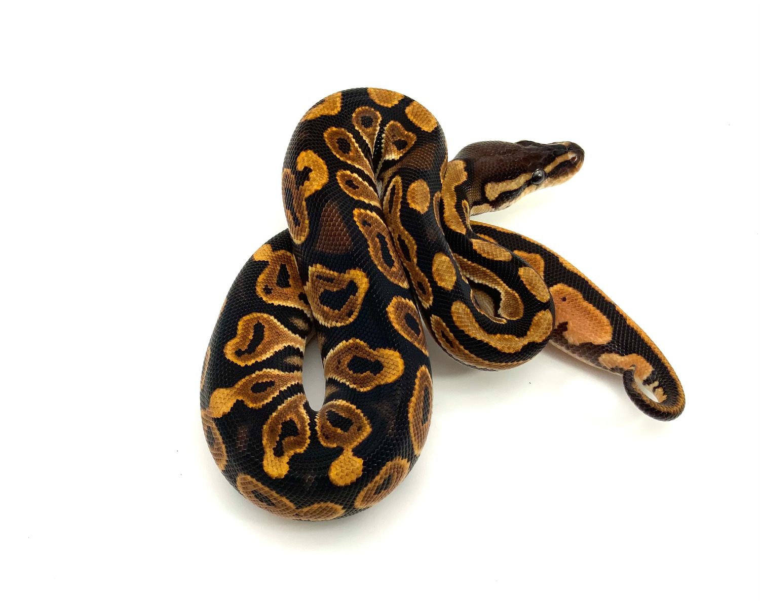 HI OD High Intensity Barnhart Line Black Pastel Ball Python by Chris ...