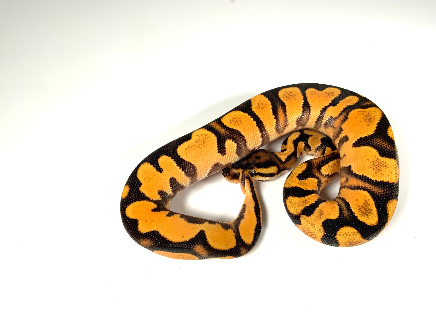 HI OD High Intensity Deep Orange Line YB Ball Python by Chris Hernan ...