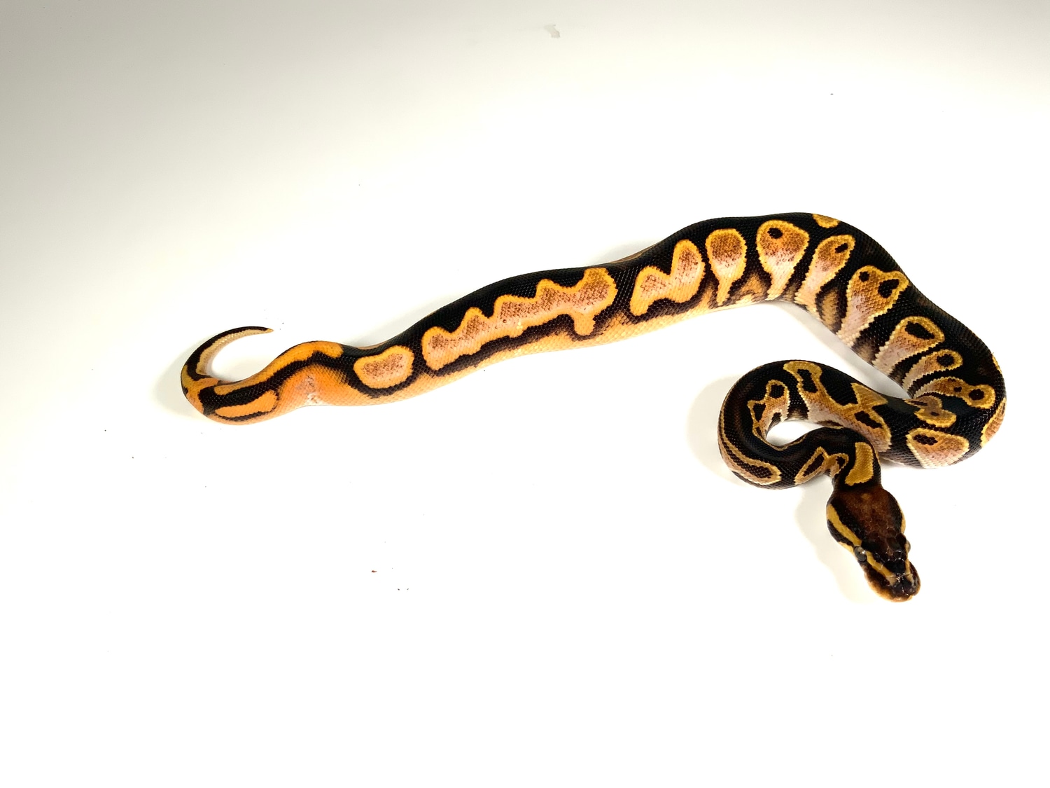 HI OD Calico 100% Het Clown Ball Python by Chris Hernan Reptiles ...