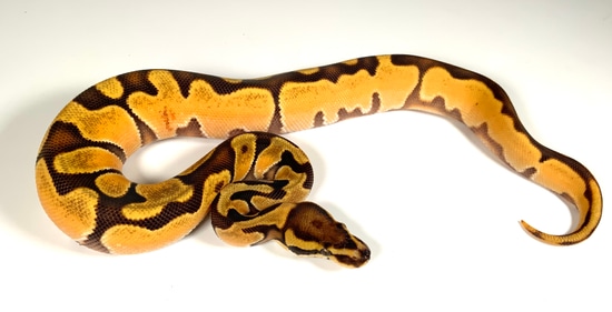 High Intensity OD Enchi YB Het Pied Possible Gene X Ball Python by ...