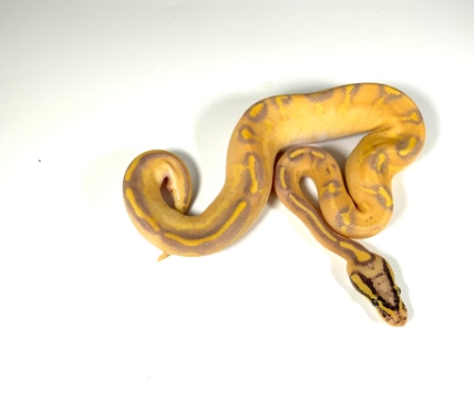 2022 Ultramel Highway Ball Python by Chris Hernan Reptiles - MorphMarket