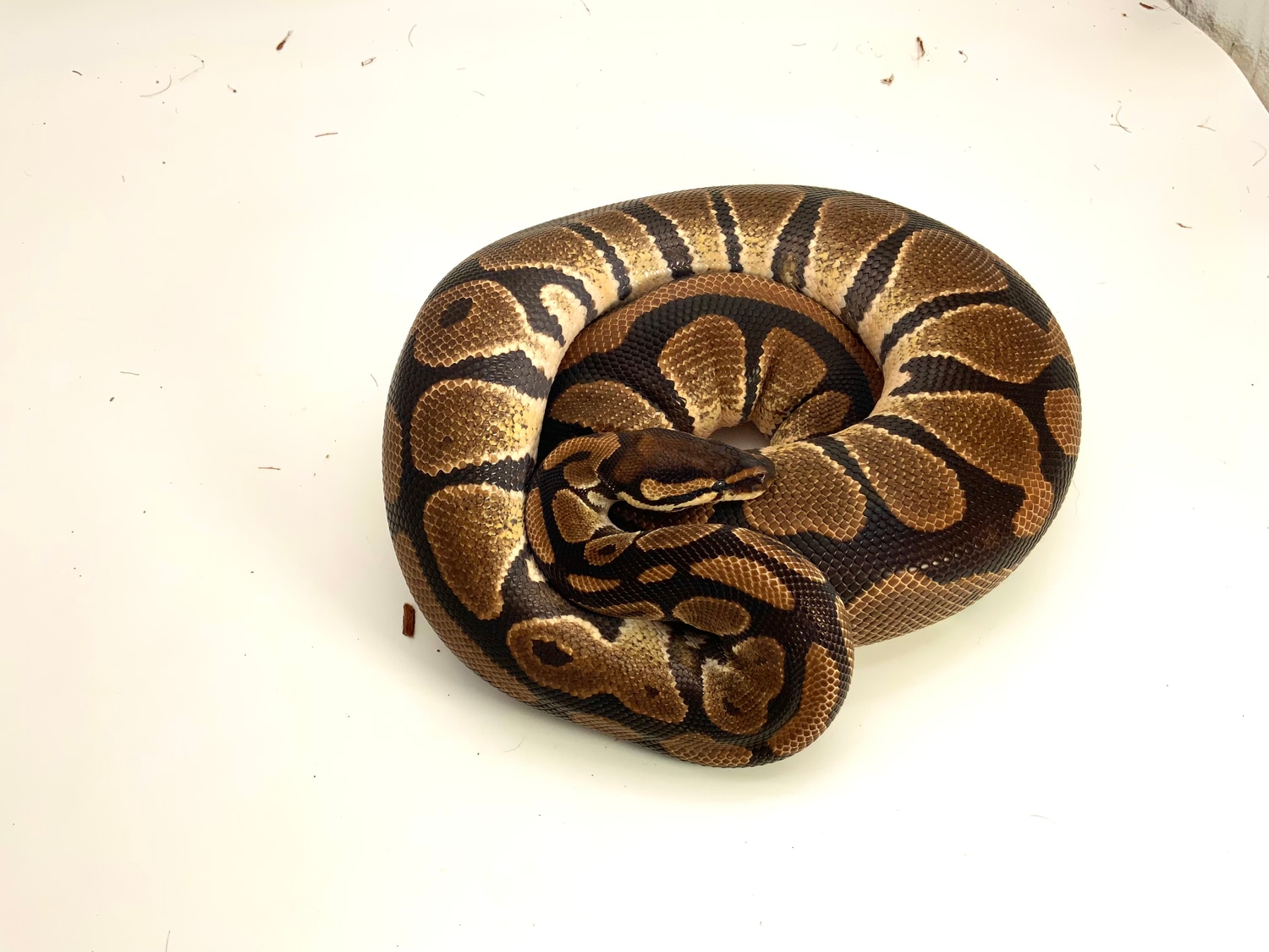 2016 HUGE 3800g Orange Dream Het Ultramel PROVEN BREEDER Ball Python by ...