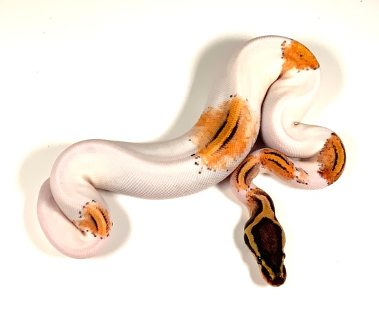 High Intensity HI OD Pastel Yb Pied Ball Python by Chris Hernan Reptiles