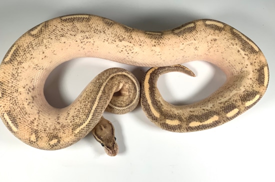 2019 Proven Breeder Highway Het Ultramel 1000g Ball Python by Chris ...