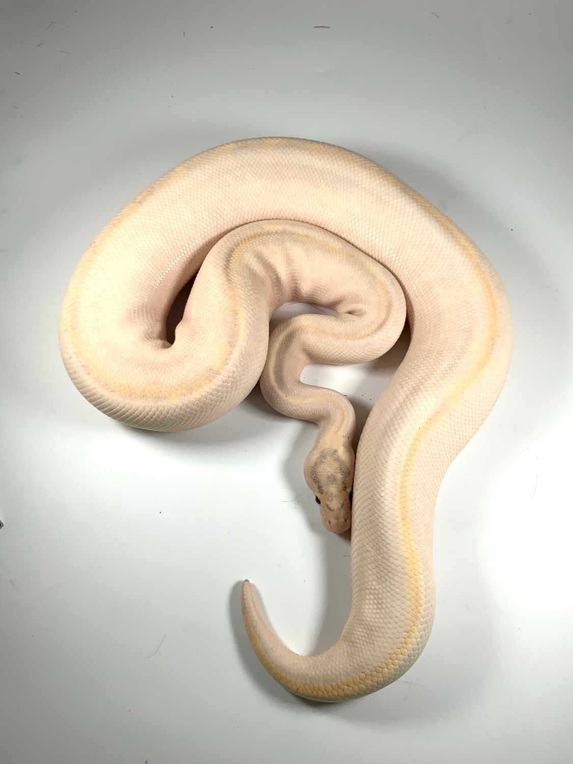 2017 Leopard Ivory Enchi Proven Breeder Female!!! 2100g!!! Ball Python ...