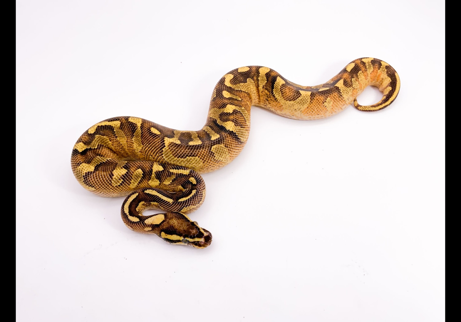 2022 Pavement Asphalt Gravel Enchi Calico Vanilla Ball Python by Chris ...