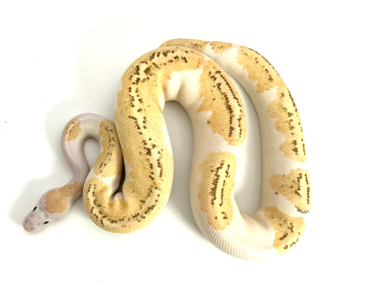 2021 Super Sulfer Ball Python by Chris Hernan Reptiles - MorphMarket