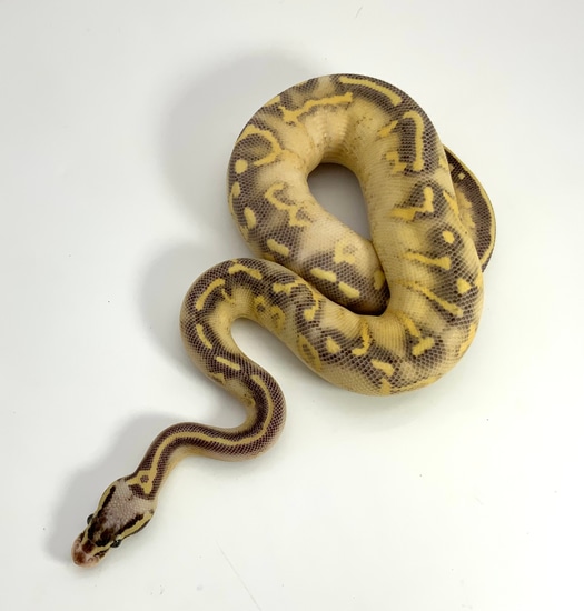 2022 Pavement Asphalt Gravel Pastel Calico Ball Python by Chris Hernan ...
