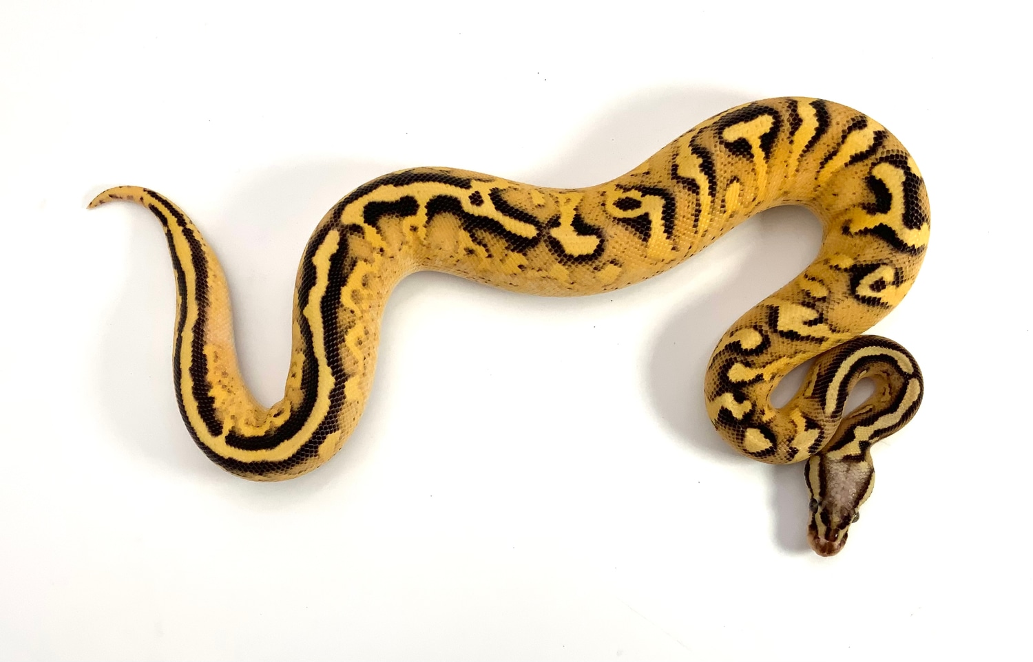 2022 Asphalt Gravel Pavement Vanilla Calico Ball Python by Chris Hernan ...