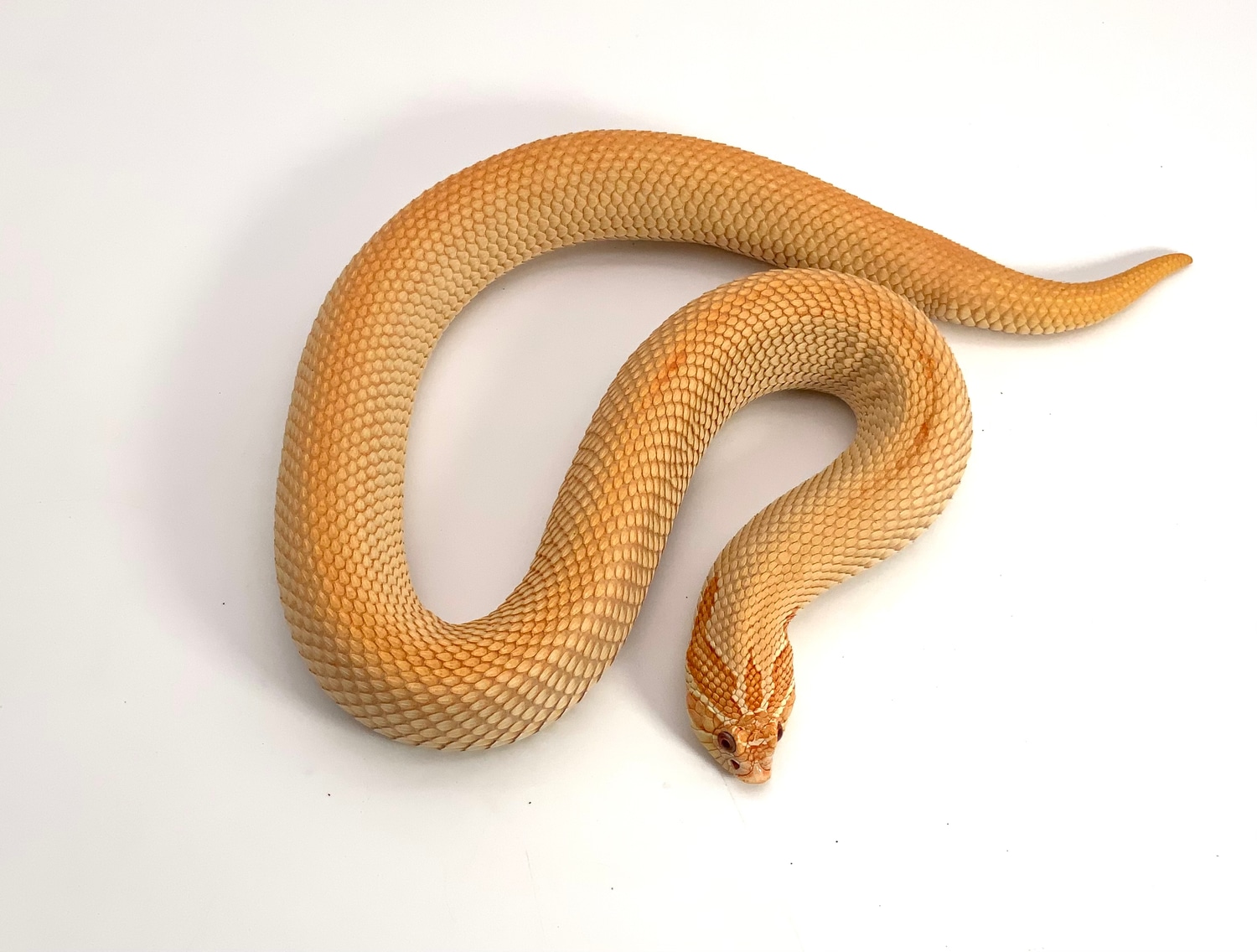 2019 Extreme Red Painted Purple Line Albino Super Conda Western Hognose ...