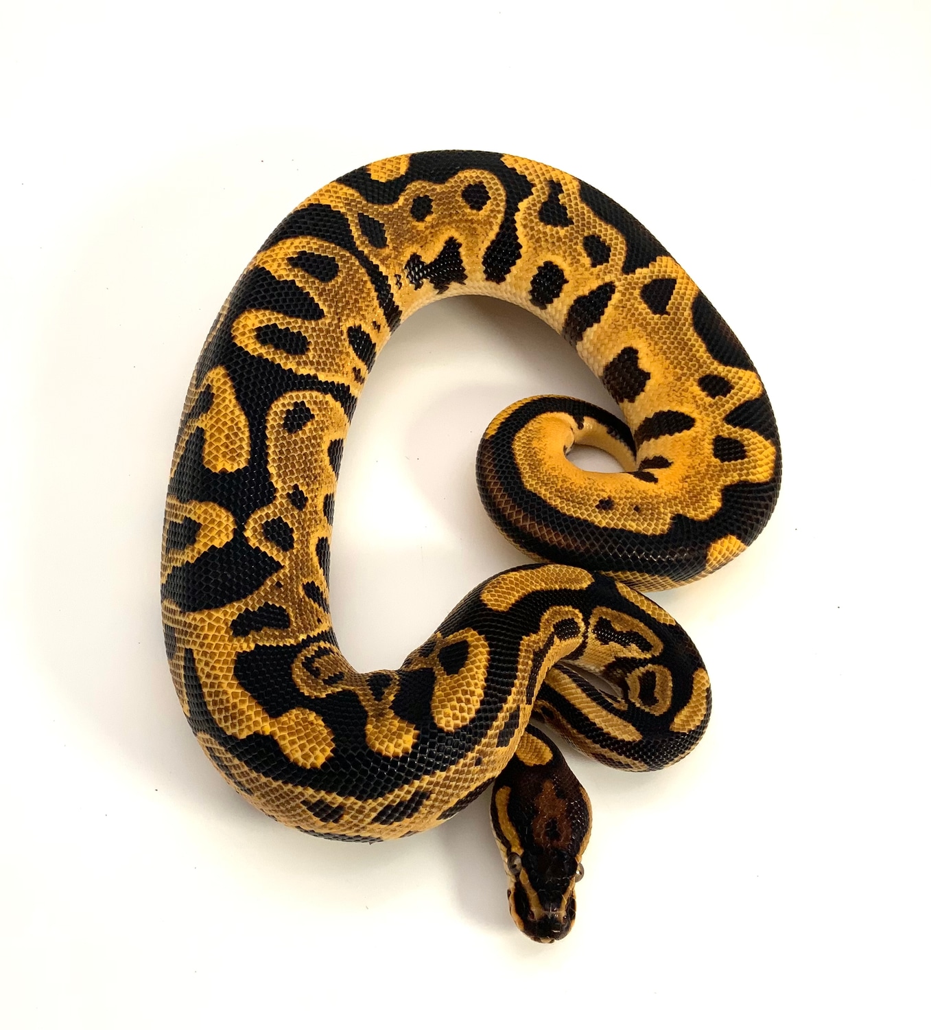 2022 High Intensity Orange Dream Deep 🍊 Leopard Yb Ball Python by Chris Hernan Reptiles ...