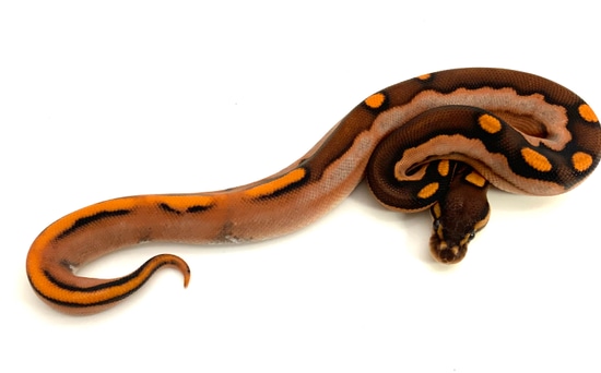 MEET EL DIABLO Super OD Barnhart BP Yb Calico Scrambler Ball Python by ...
