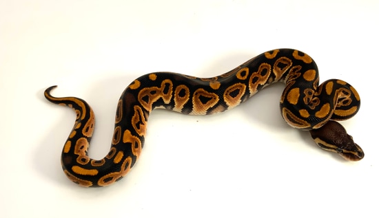 Super OD Barnhart Black Pastel Possible Scrambler Ball Python by Chris ...